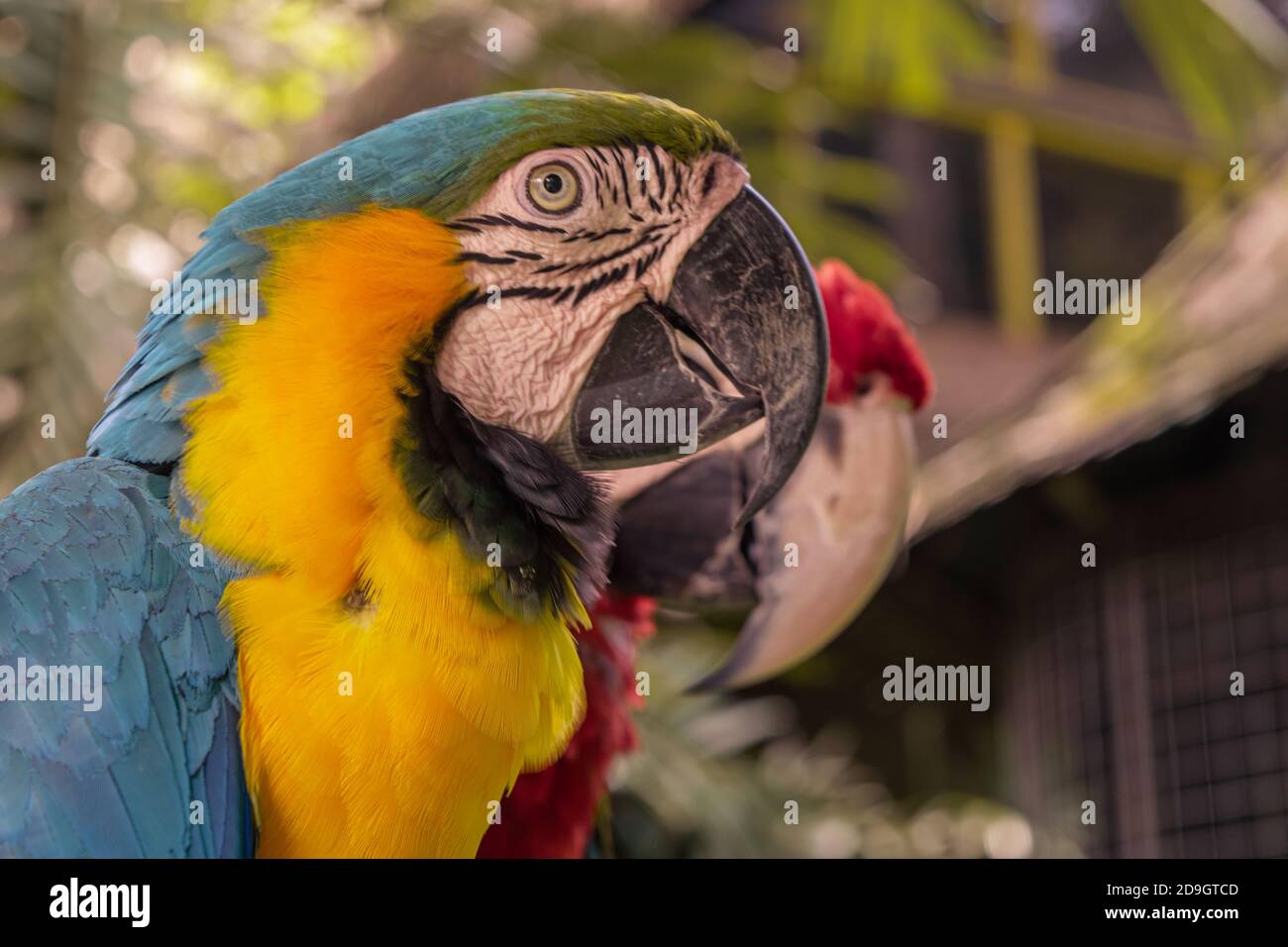 Colorfull parrots in the jungle, Indonesia, Ubud, Bali 2019 Stock Photo ...