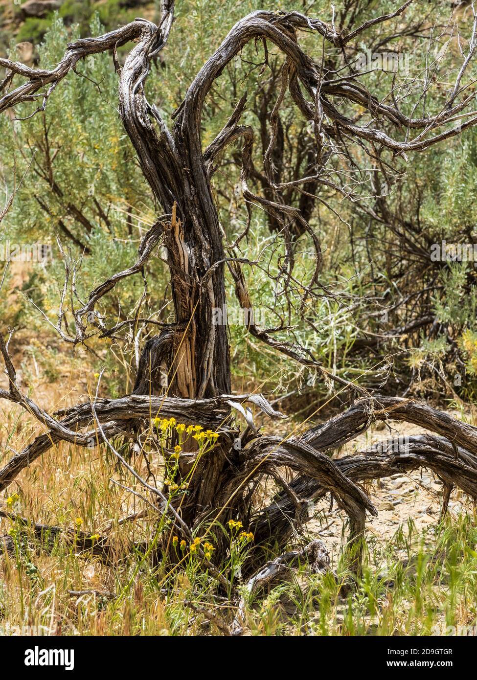 Little book cliffs horse area hi-res stock photography and images - Alamy