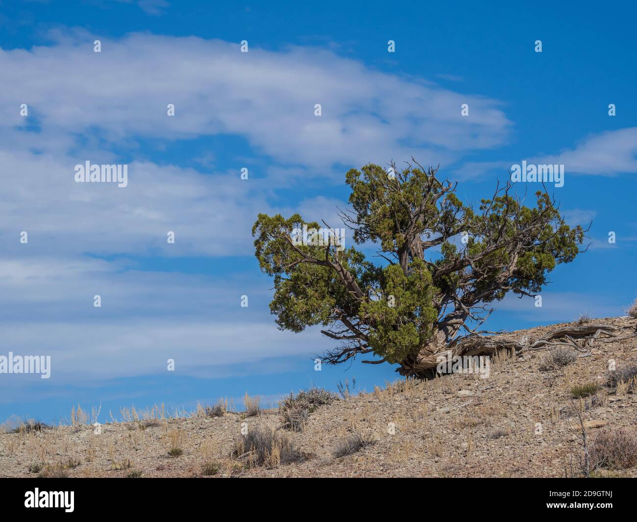 Juniper tree, Pollock Bench Trail, McInnis Canyons National ...