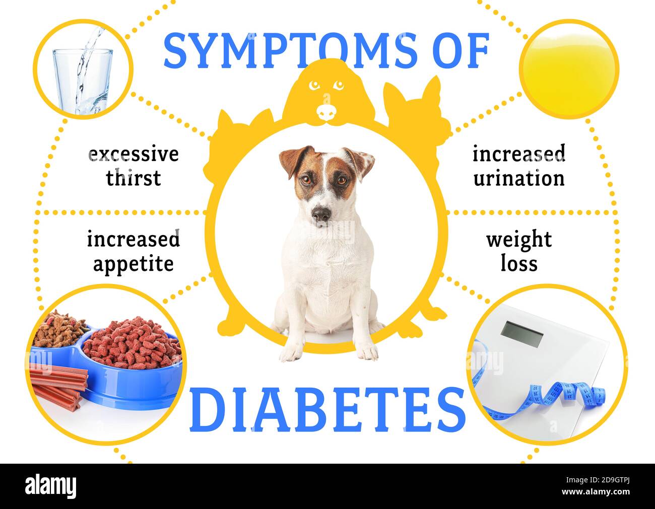 How Common Is Dog Diabetes