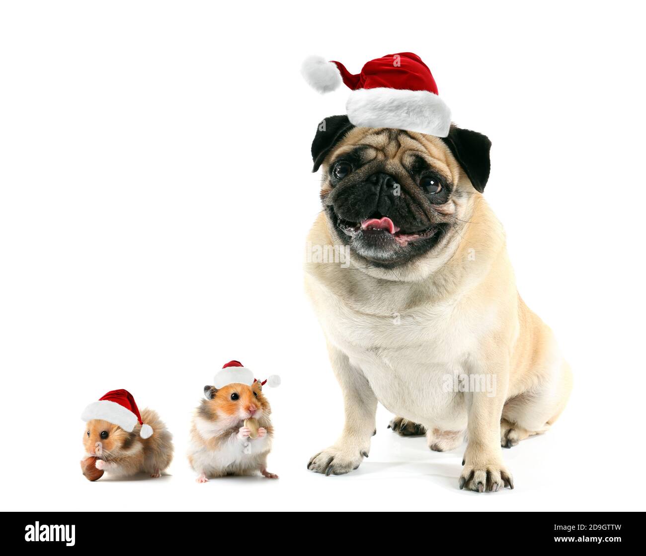 Cute pug dog and hamsters in Santa hats on white background Stock Photo ...