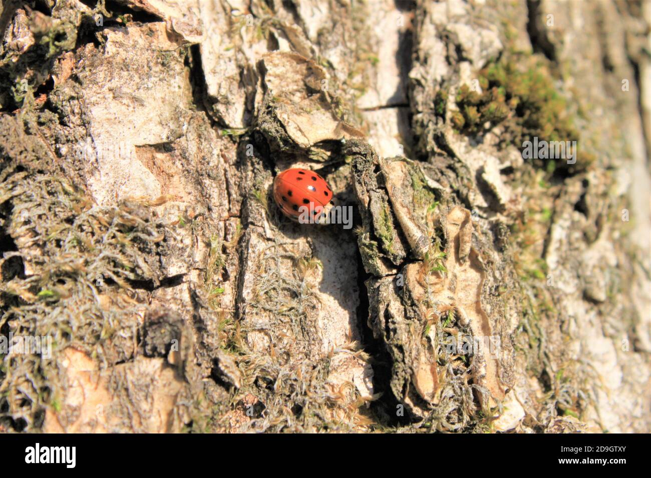 Ladybug on bark hi-res stock photography and images - Alamy