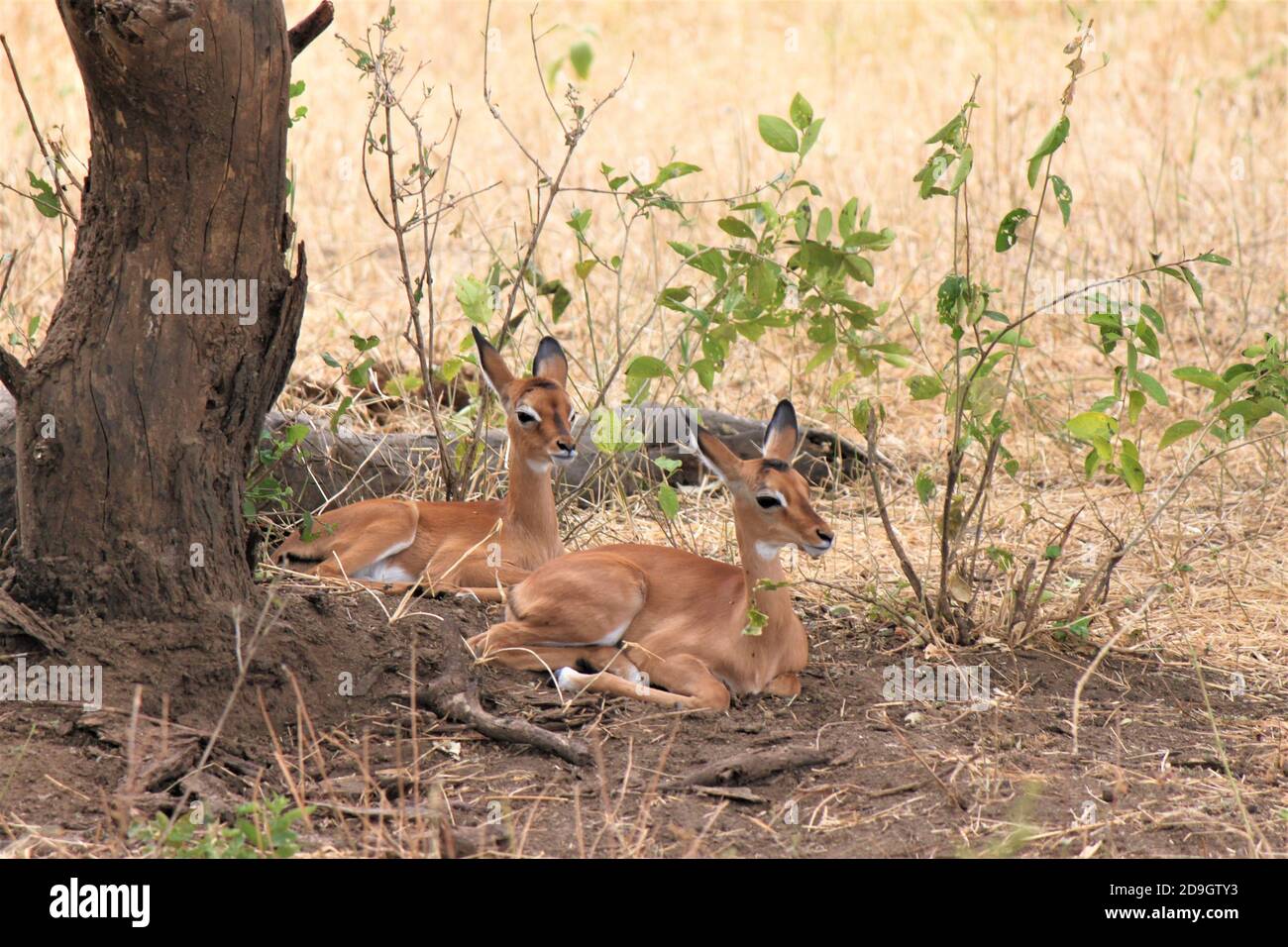 Deer sitting and resting under the tree at daytime Stock Photo - Alamy
