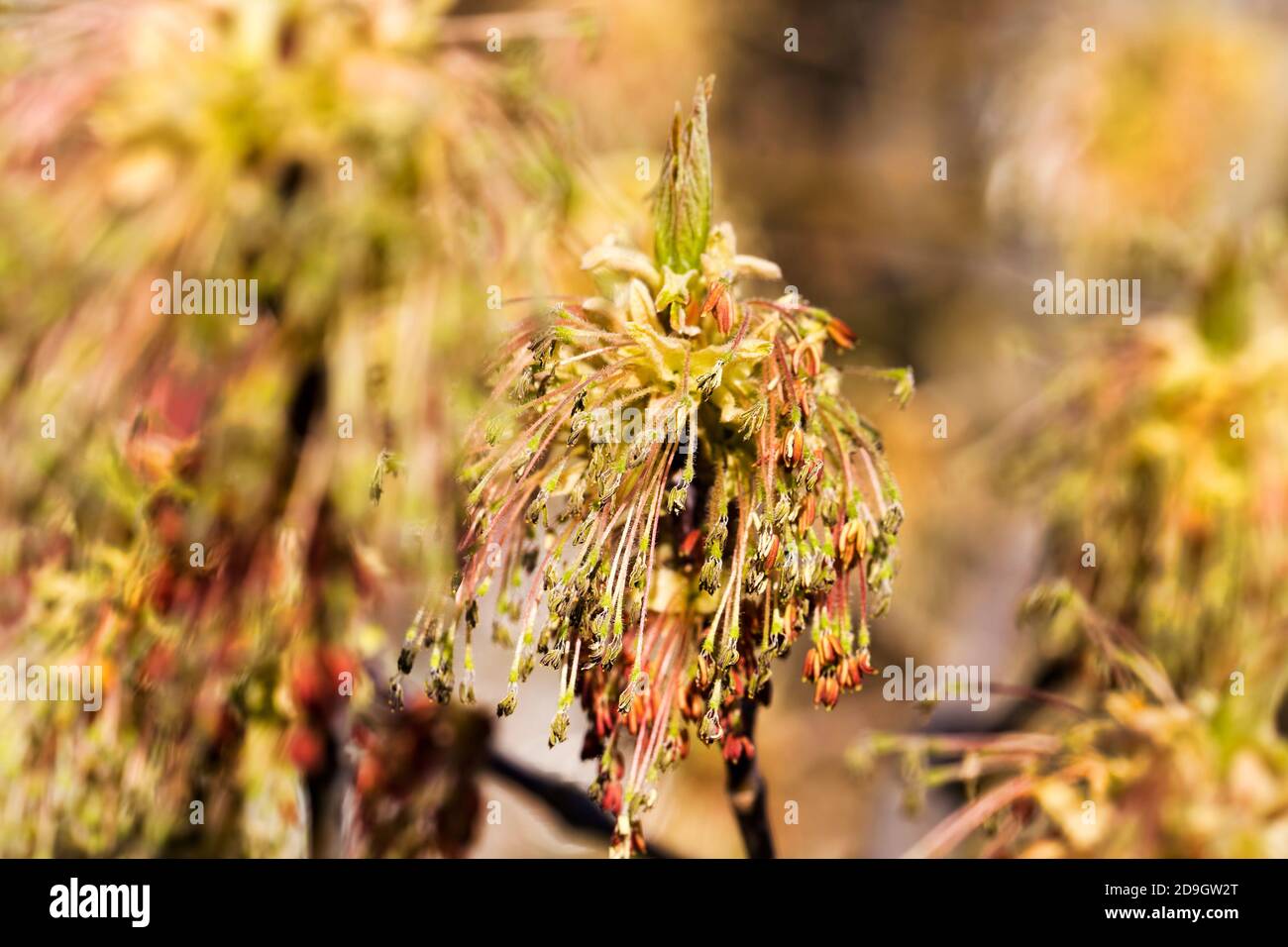 a maple tree blooming Stock Photo - Alamy