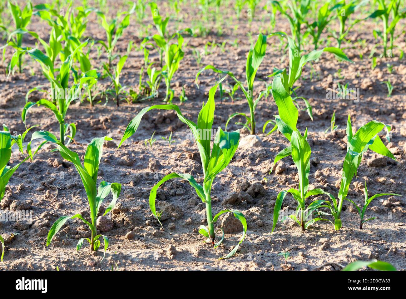 the plowed soil on which to grow cereal crops Stock Photo - Alamy