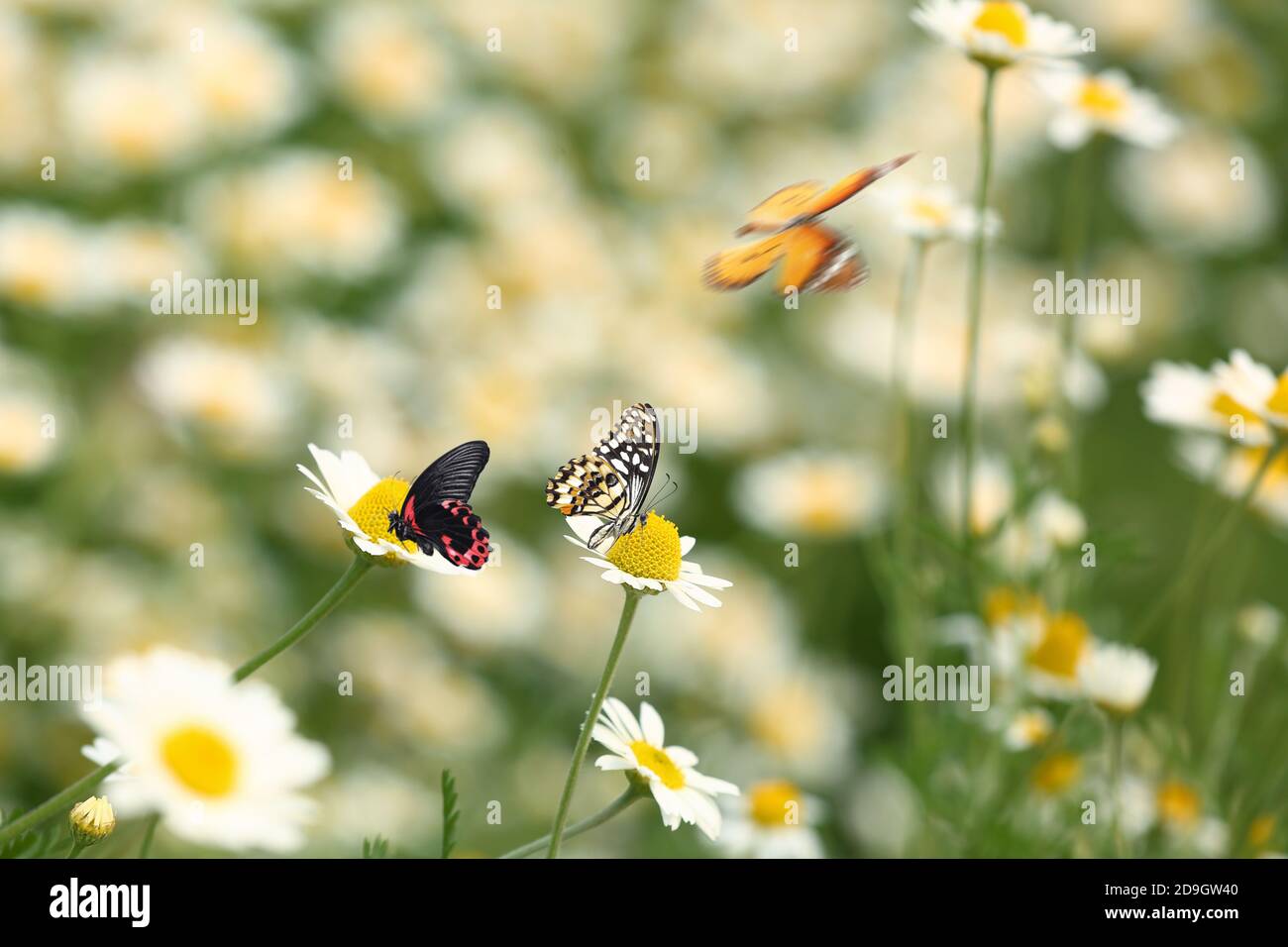 Many butterflies in summer season hi-res stock photography and images ...