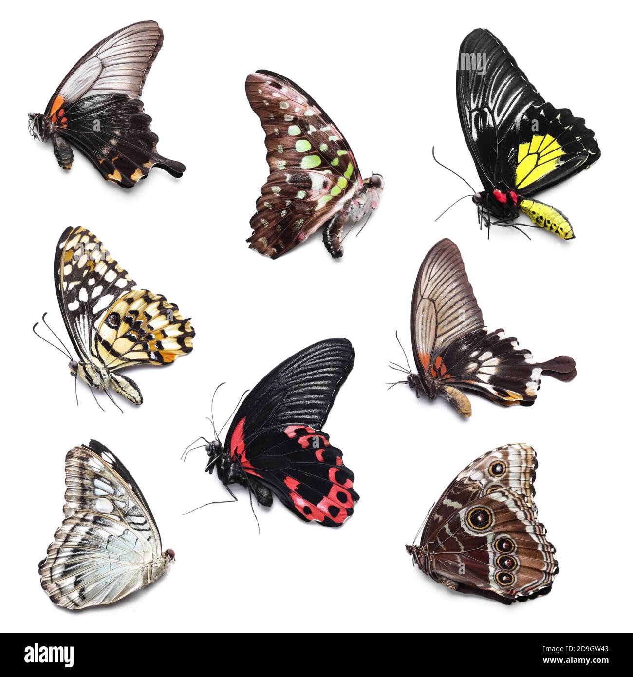 Collage of beautiful tropical butterflies on white background Stock ...