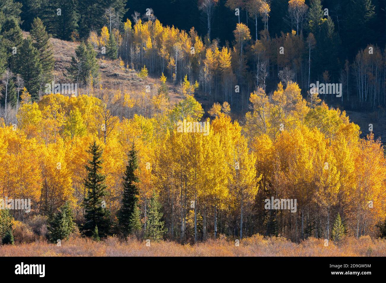 Aspen trees populus tremuloides teton hi-res stock photography and ...
