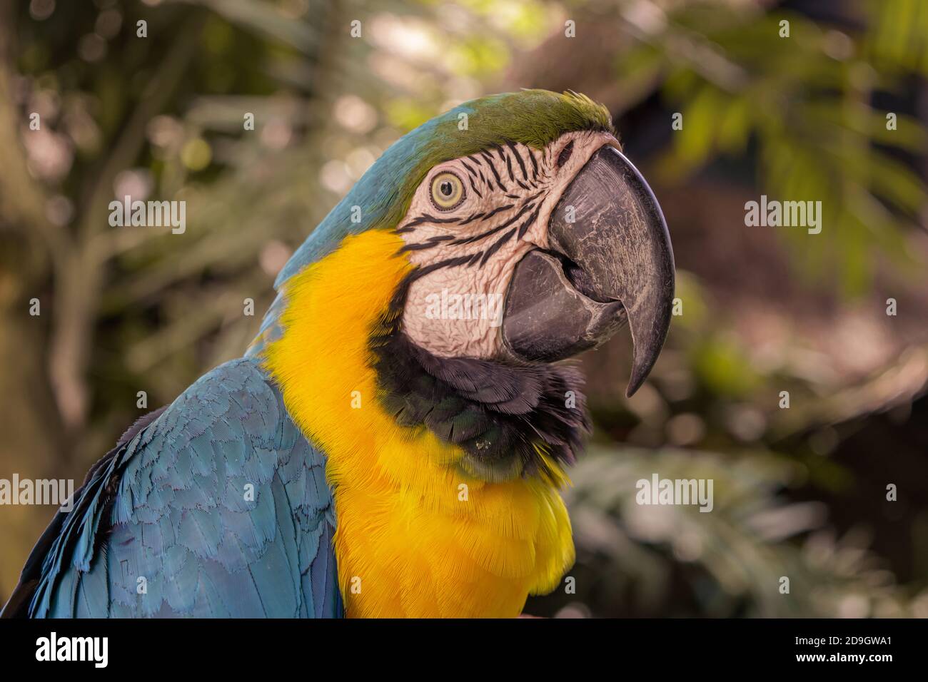 Colorfull parrots in the jungle, Indonesia, Ubud, Bali 2019 Stock Photo ...