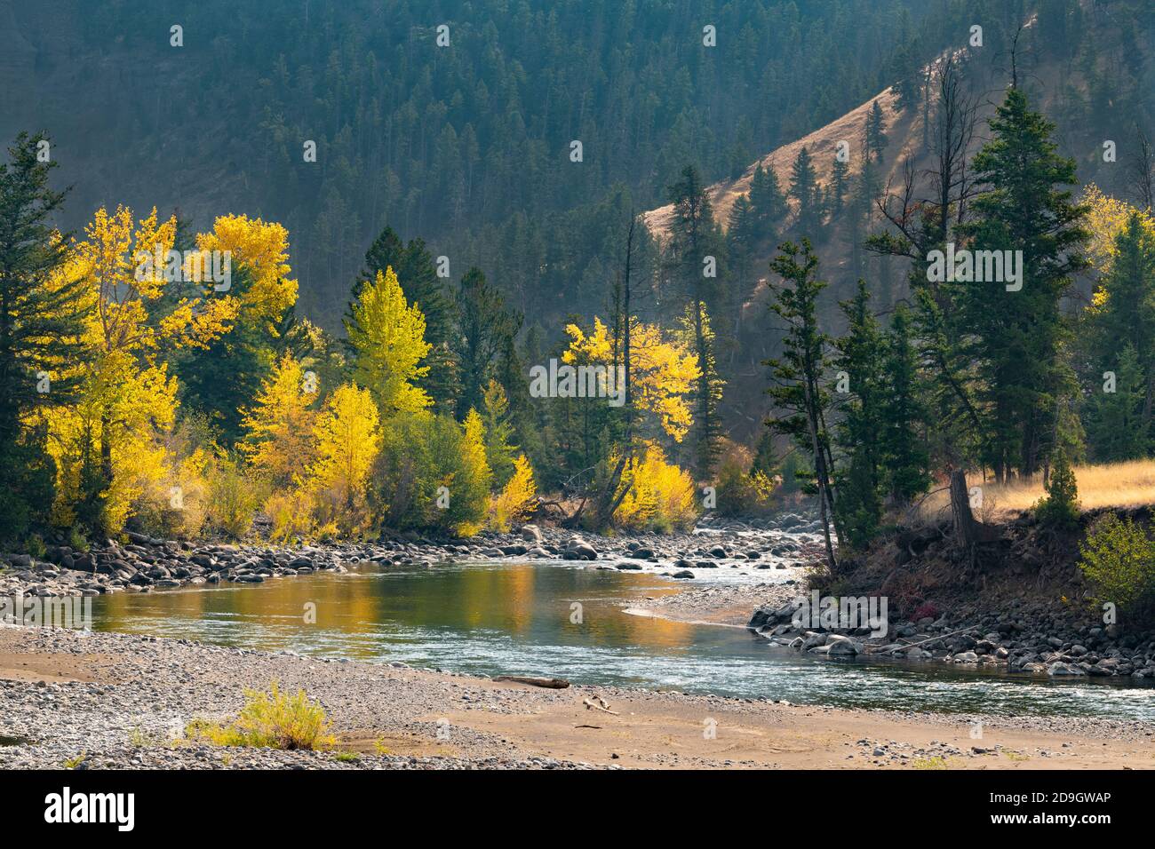 Fall color along Shoshone River, near Cody, WY, USA, by Dominique Braud ...