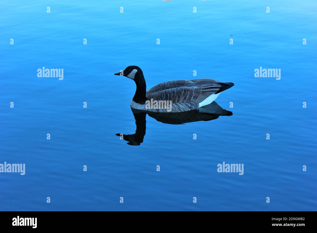 Canadian wildlife hi-res stock photography and images - Alamy