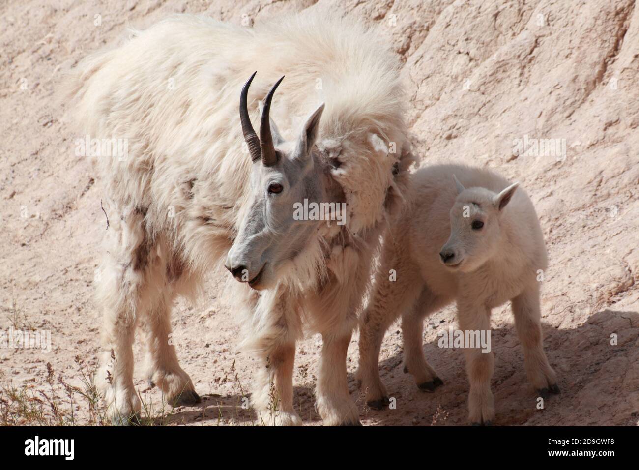 Wild sheep northern canada hi-res stock photography and images - Alamy