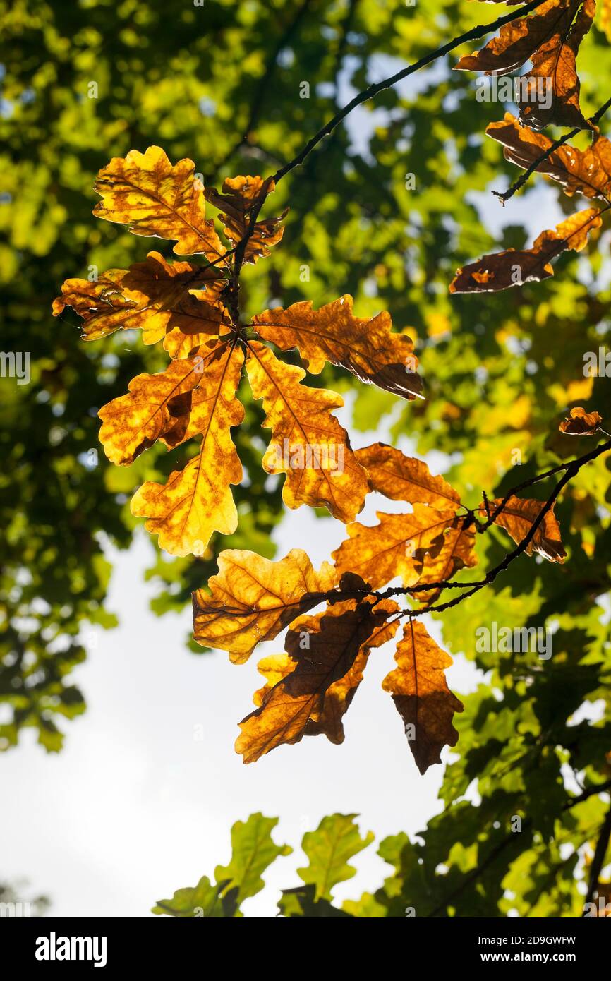 changing color oak in the autumn season Stock Photo - Alamy
