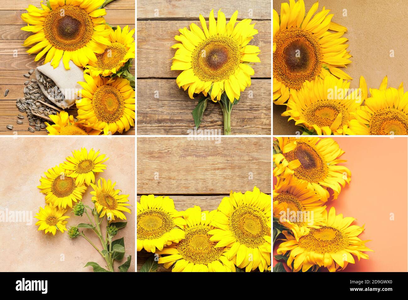 Collage with beautiful sunflowers and seeds Stock Photo - Alamy