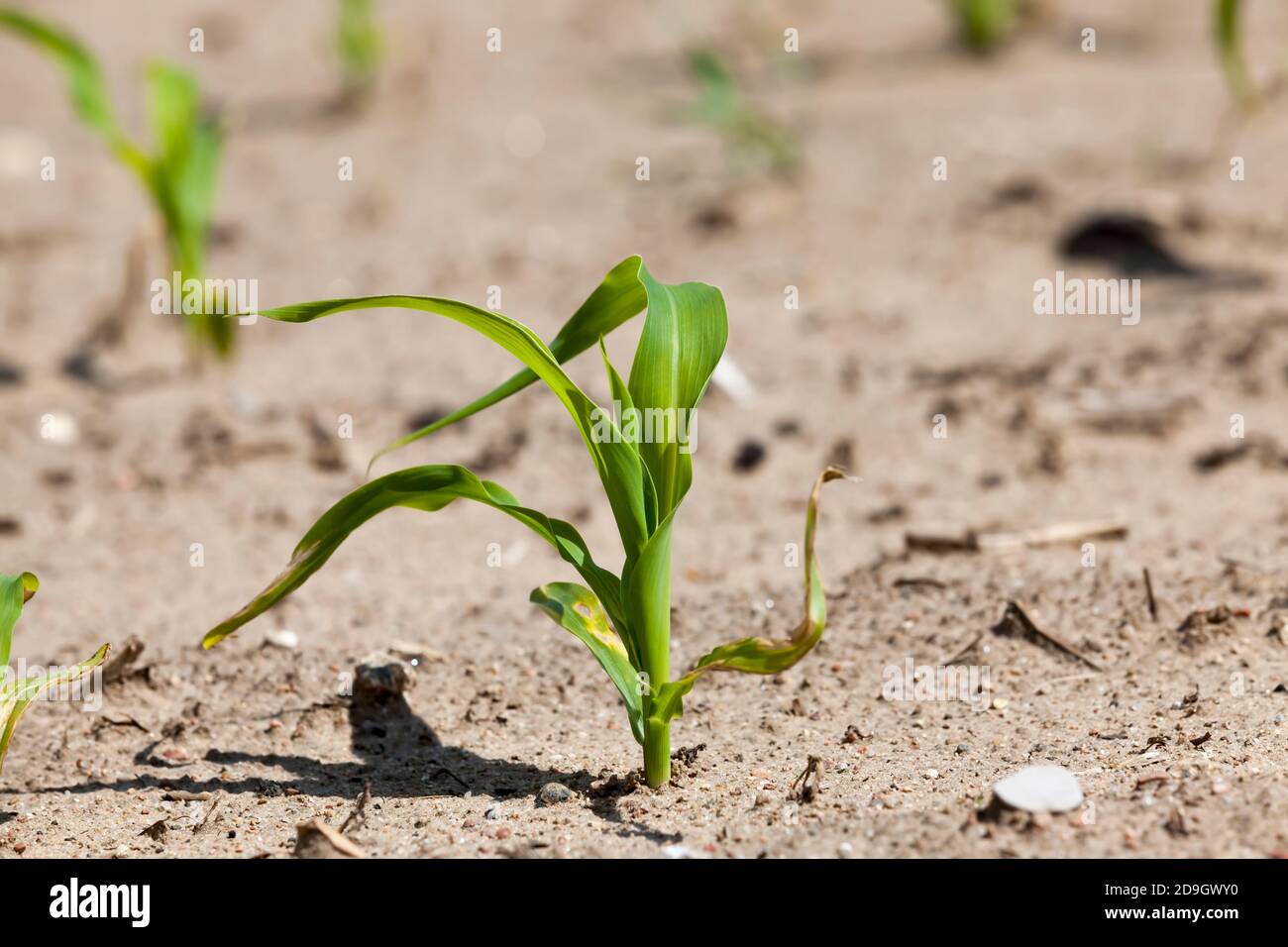 Corn sprouts hi-res stock photography and images - Alamy