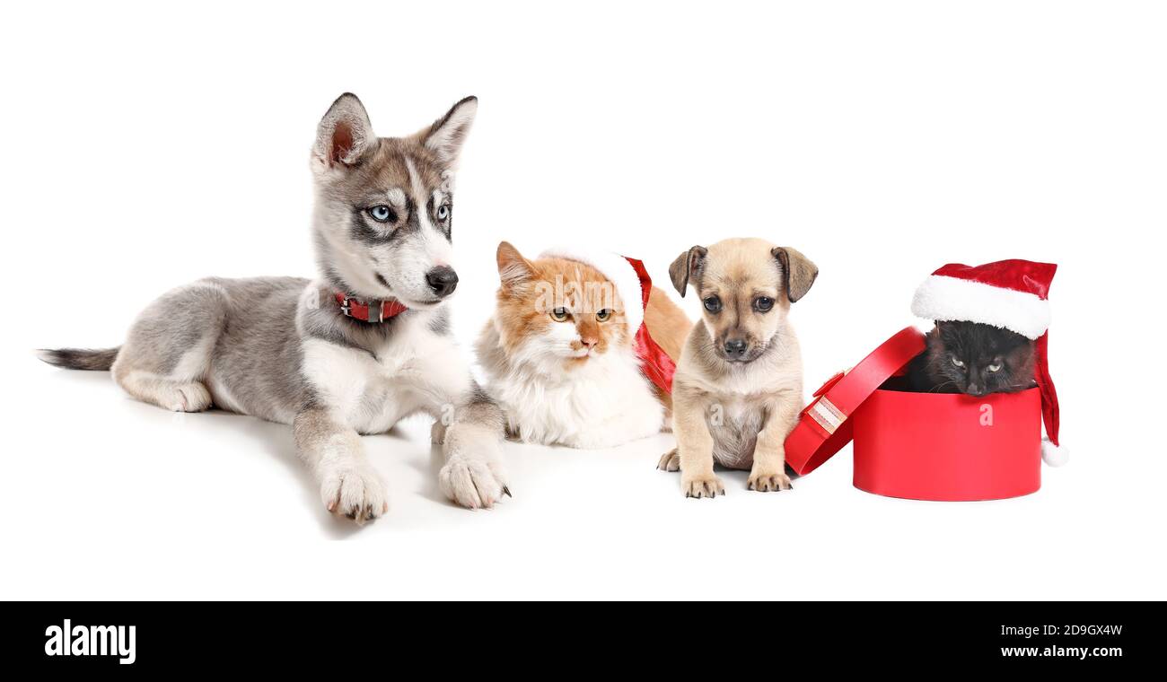 Cats and dogs in Santa Claus hats and with Christmas gift on white ...