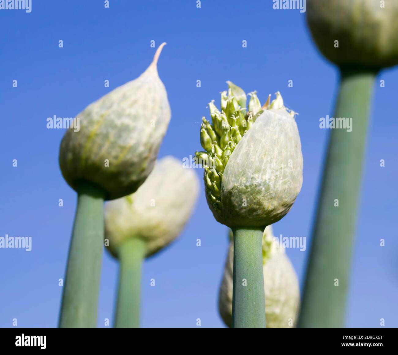 onion plants are grown Stock Photo - Alamy