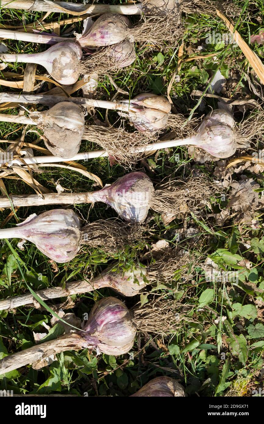 garlic agricultural field Stock Photo - Alamy