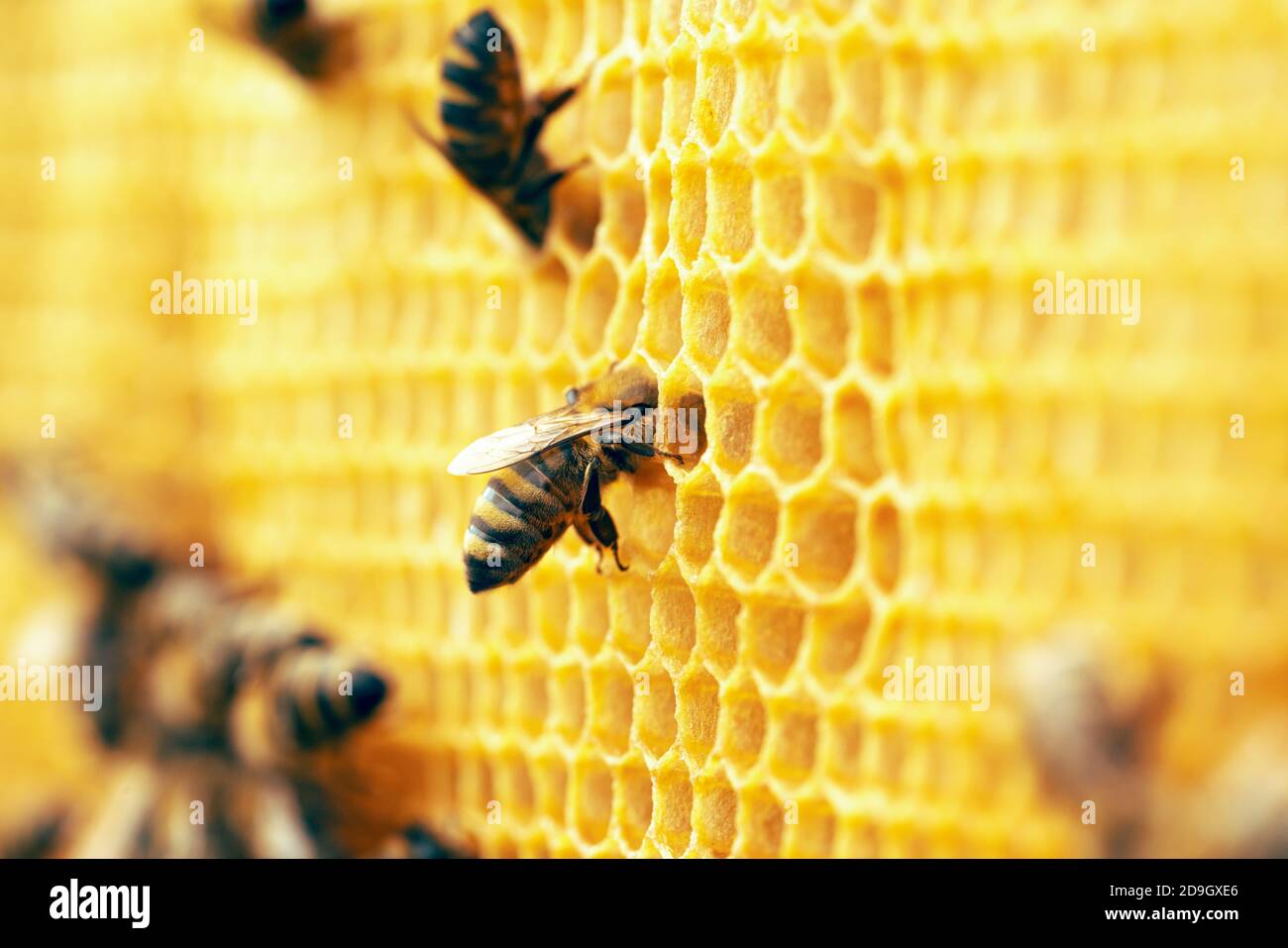 Macro photo of working bees on honeycombs. Beekeeping and honey ...