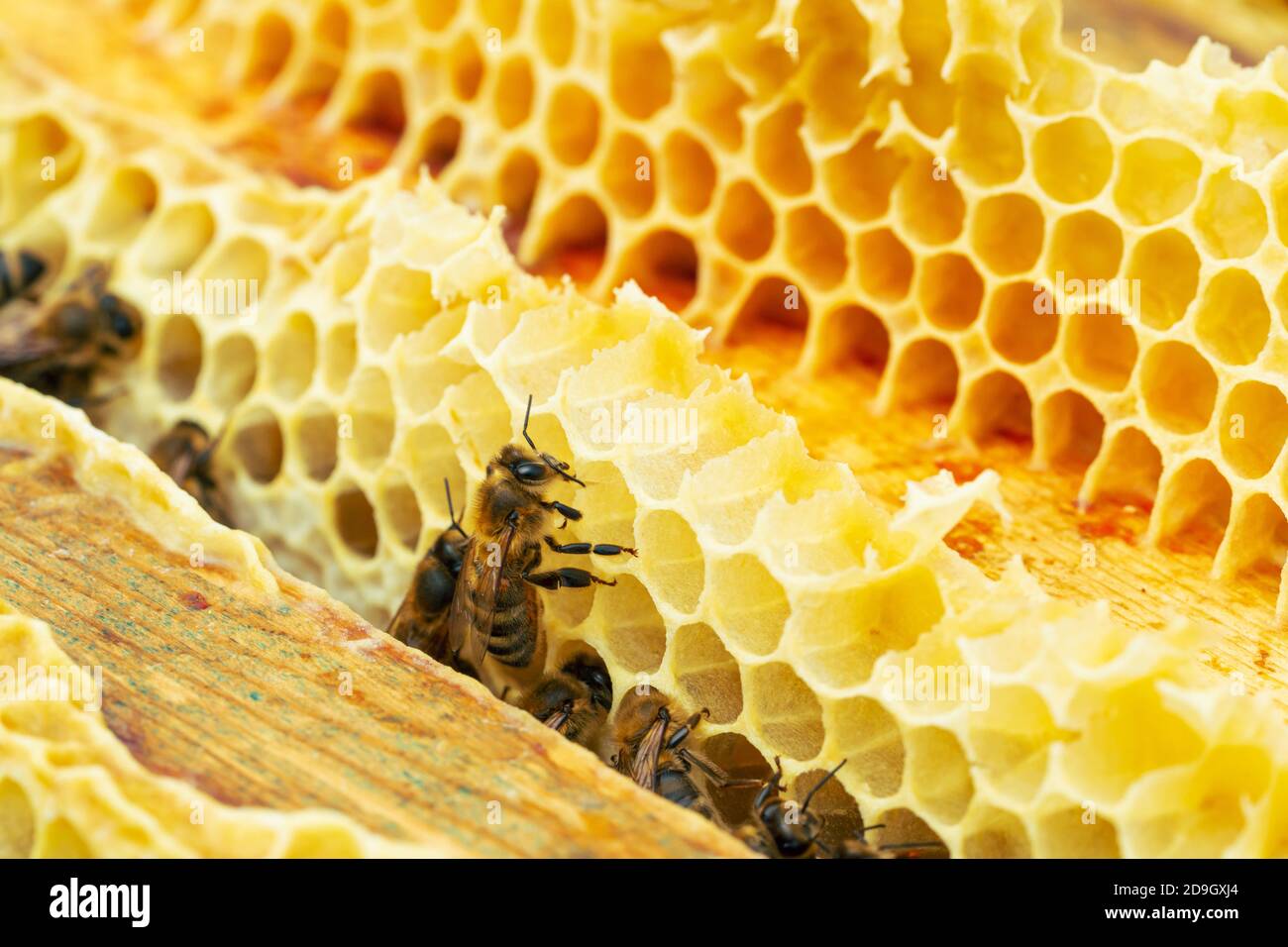 Macro photo of working bees on honeycombs. Beekeeping and honey ...
