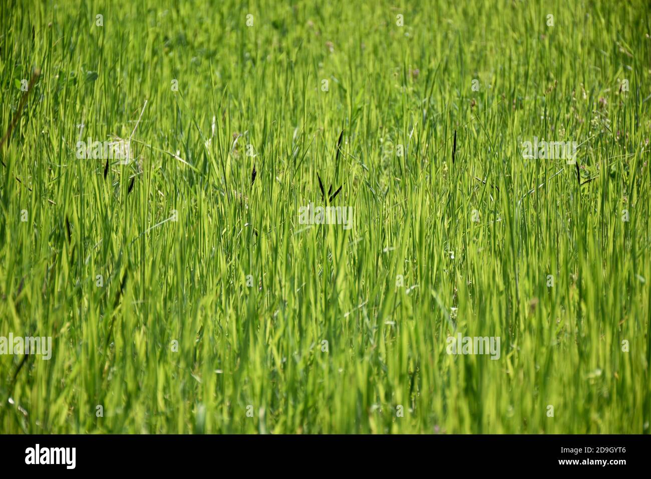 Green grass field close-up photo Stock Photo - Alamy
