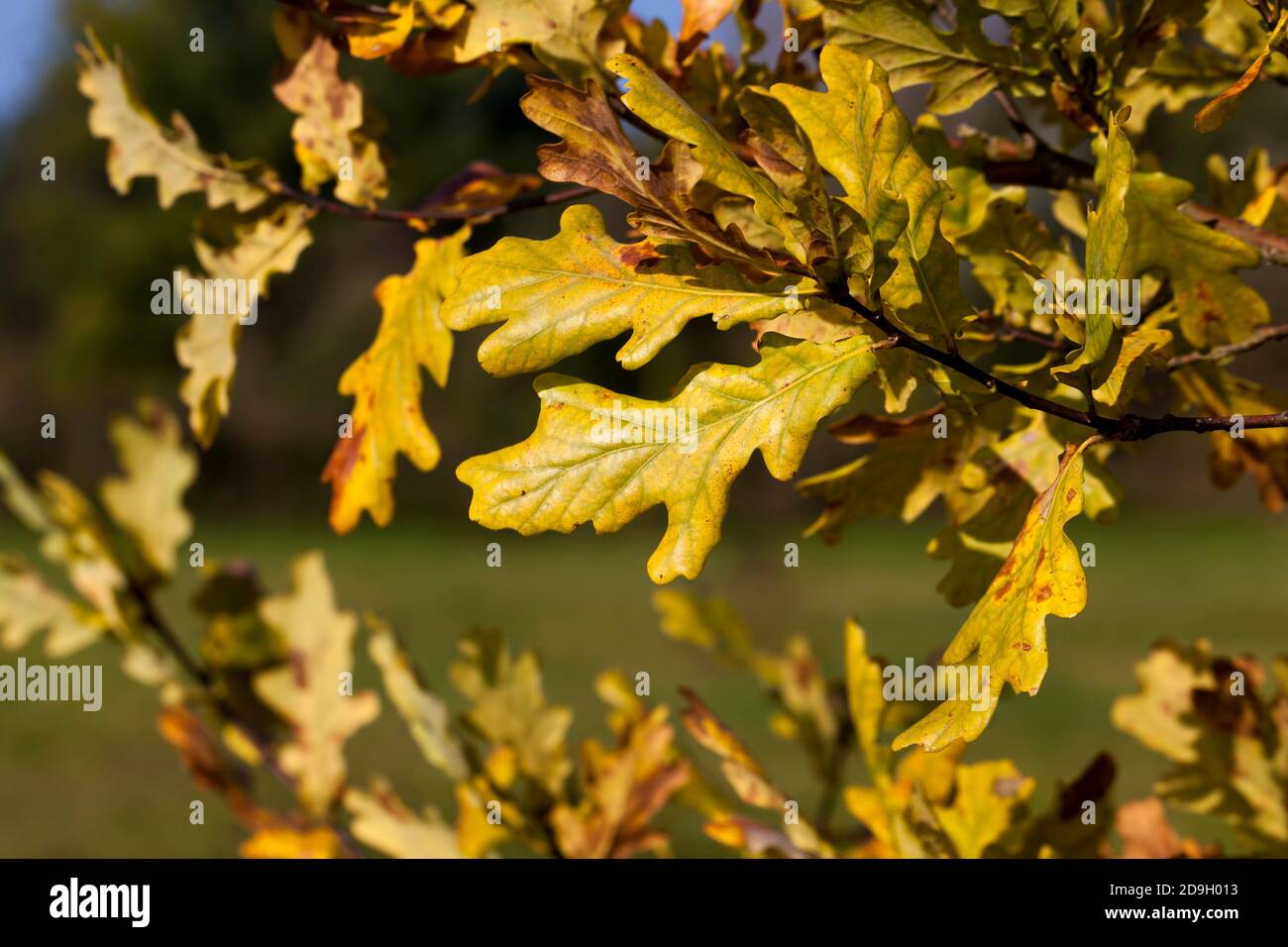 deciduous trees oak in the forest or in the Park Stock Photo - Alamy