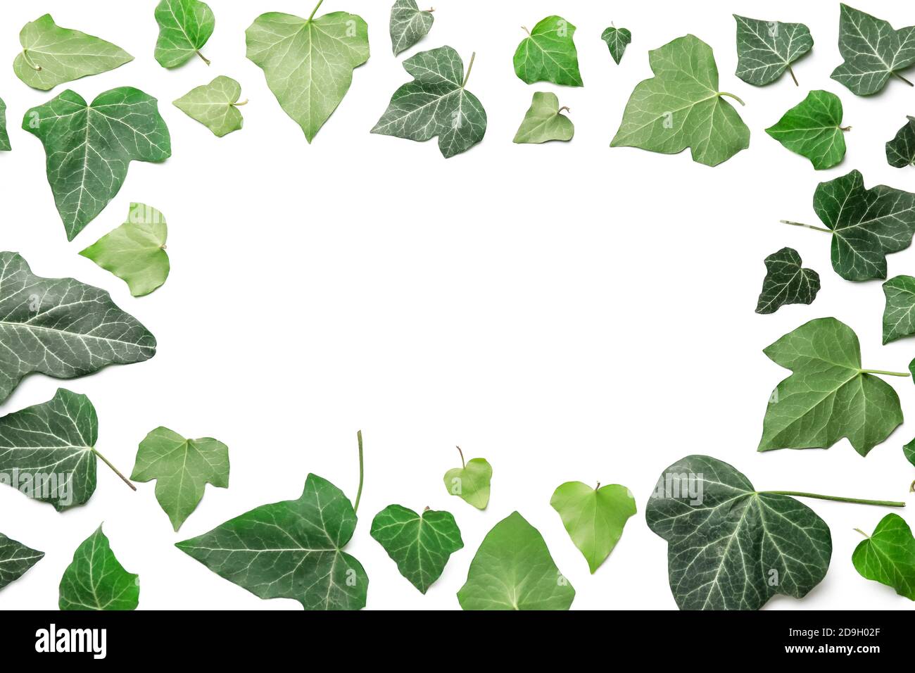Ivy Leaf Border