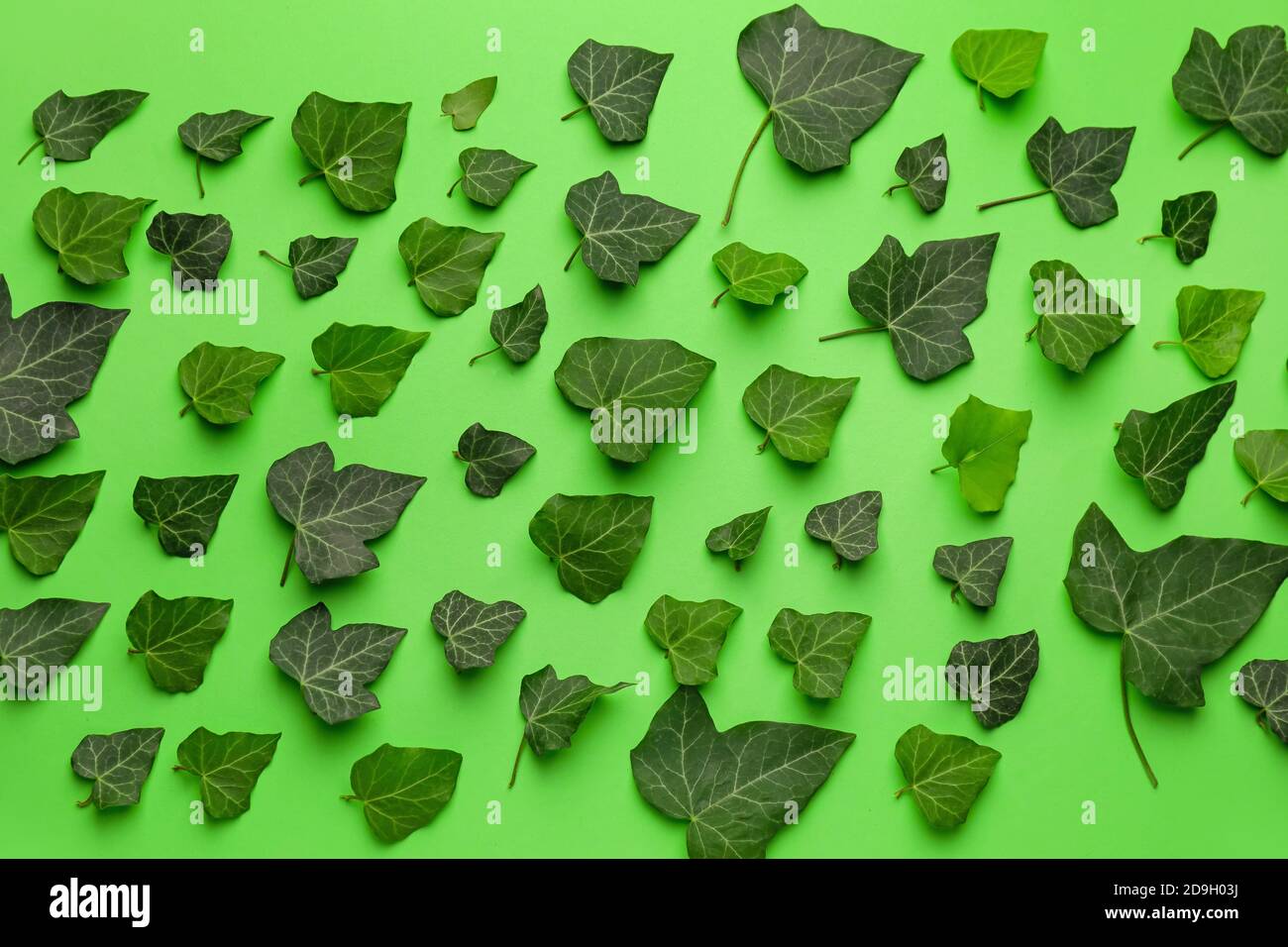 Green ivy leaves on color background Stock Photo - Alamy