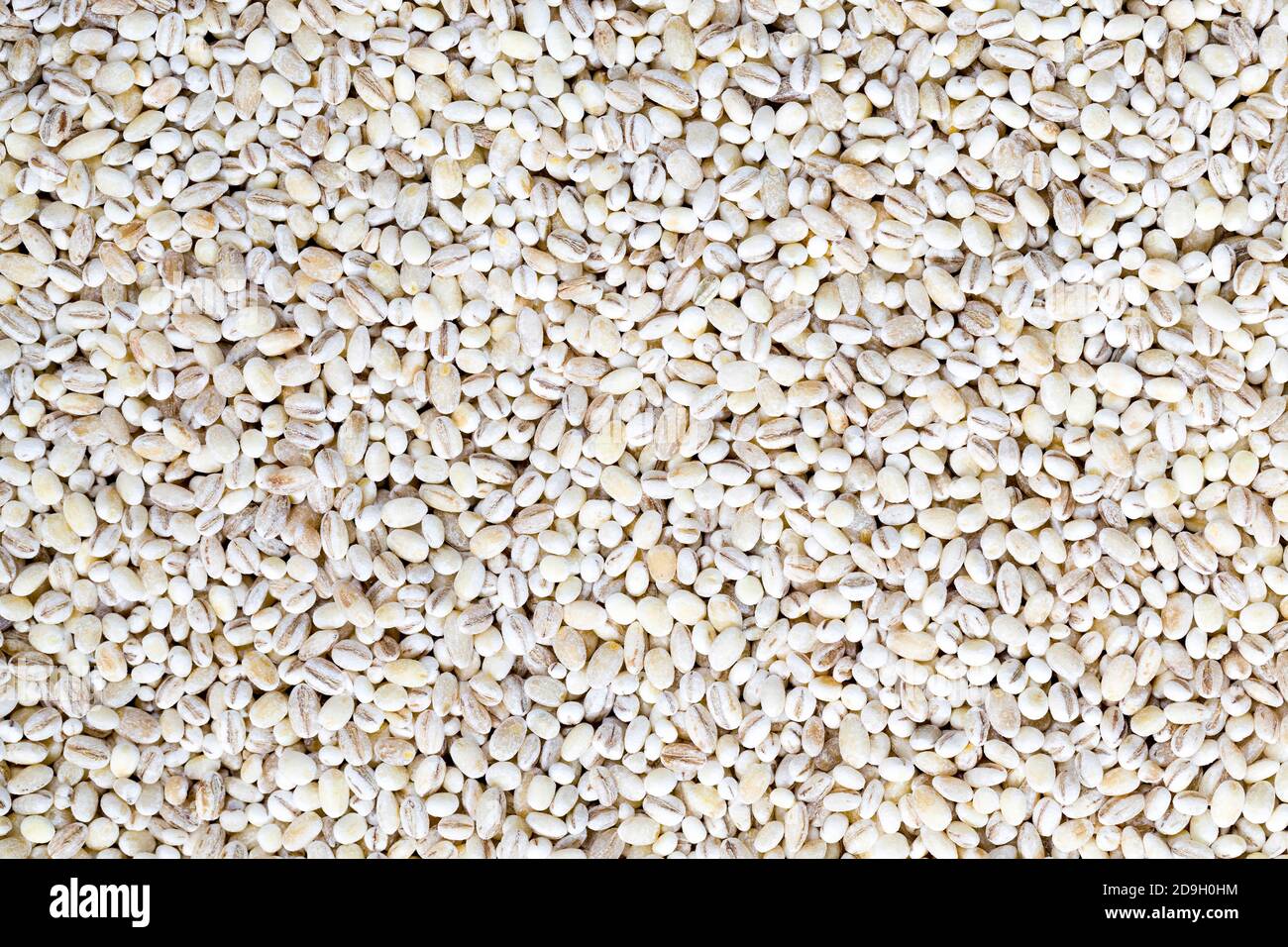 raw grain of pearl barley Stock Photo - Alamy