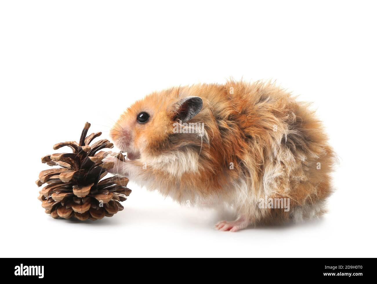 Funny hamster with cone on white background Stock Photo - Alamy