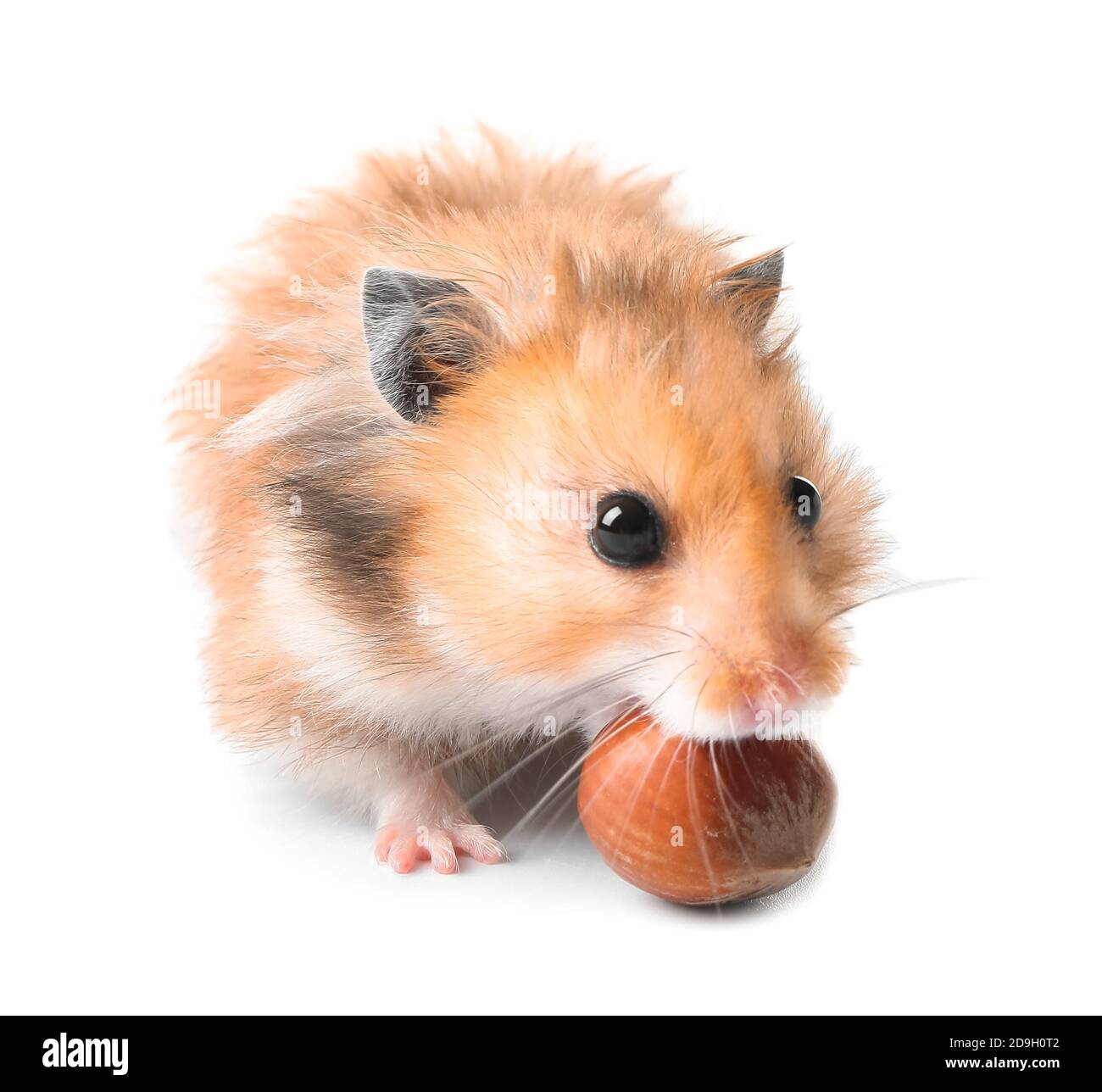 Funny hamster hi-res stock photography and images - Alamy