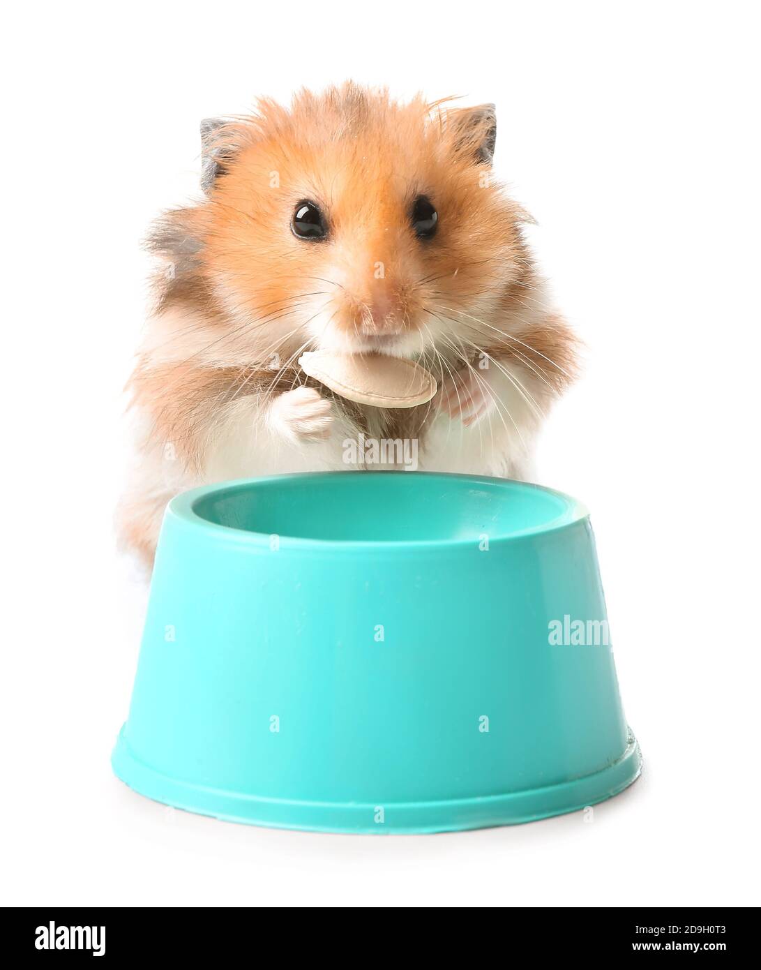 Hamster in food bowl hi-res stock photography and images - Alamy