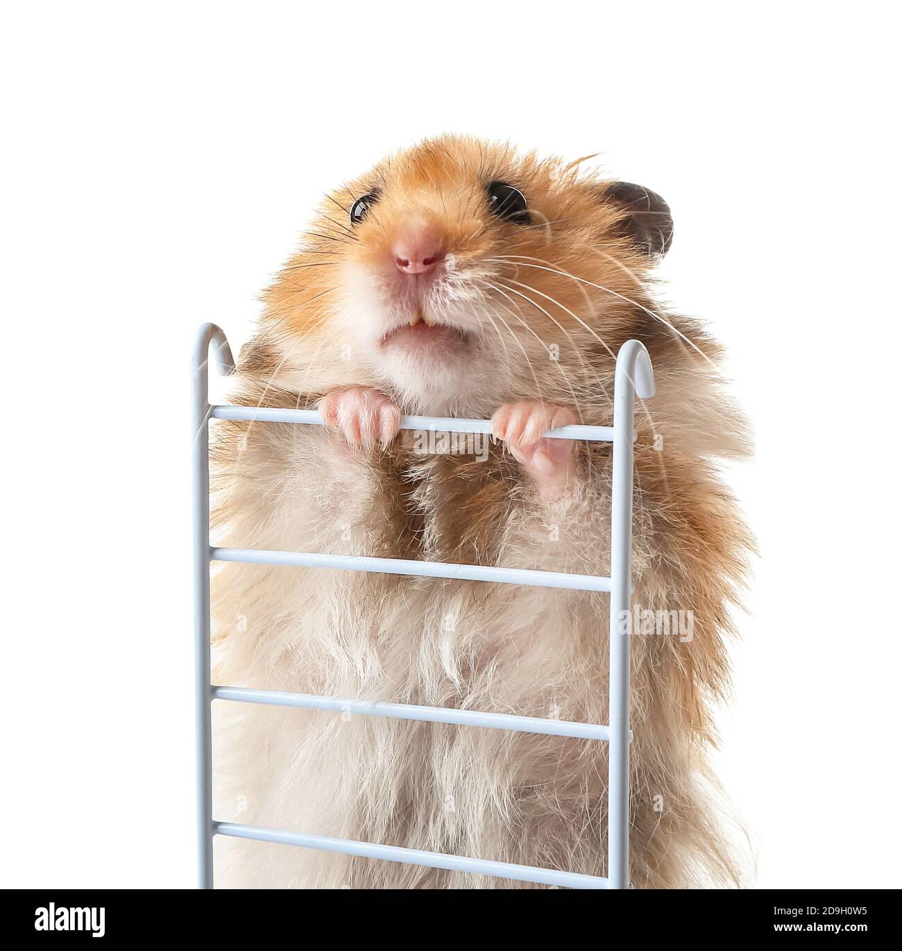 Companion ladder hi-res stock photography and images - Alamy