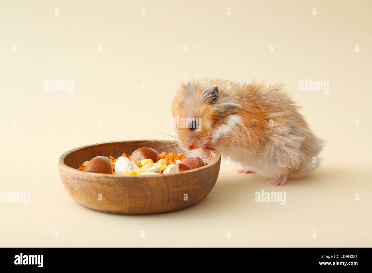 Funny hamster eating food from plate on light background Stock Photo ...