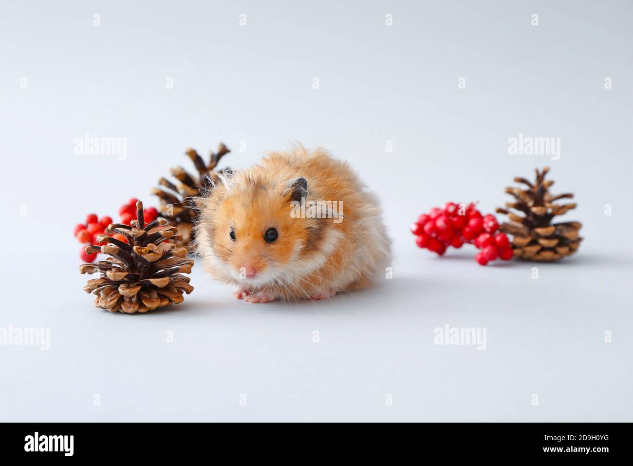 Funny hamster, cones and berries on light background Stock Photo - Alamy