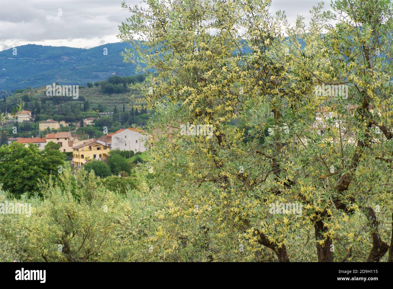 olive tree in bloom against the Tuscan countryside background on ...