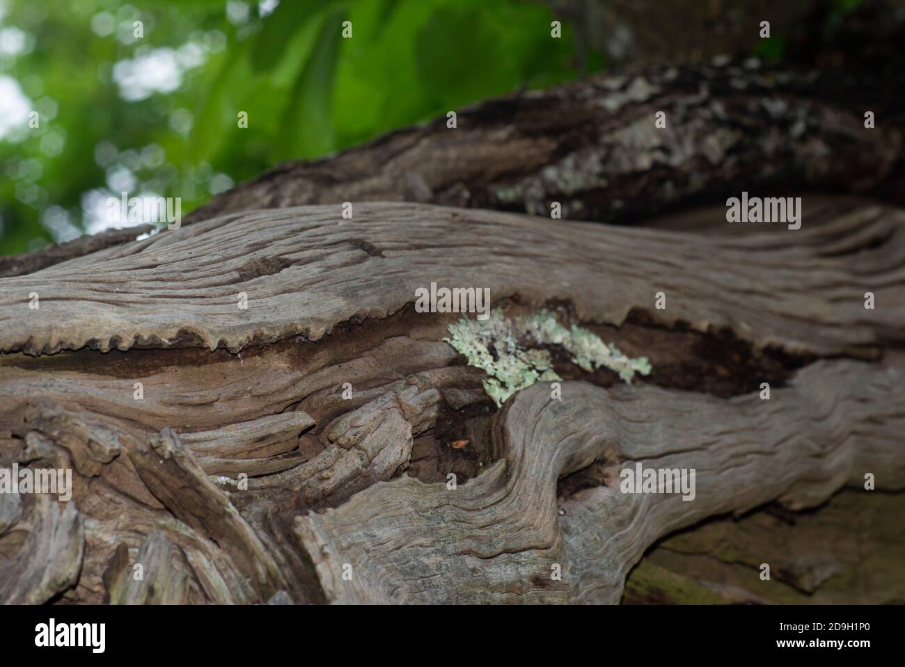 Chestnut log structure hi-res stock photography and images - Alamy