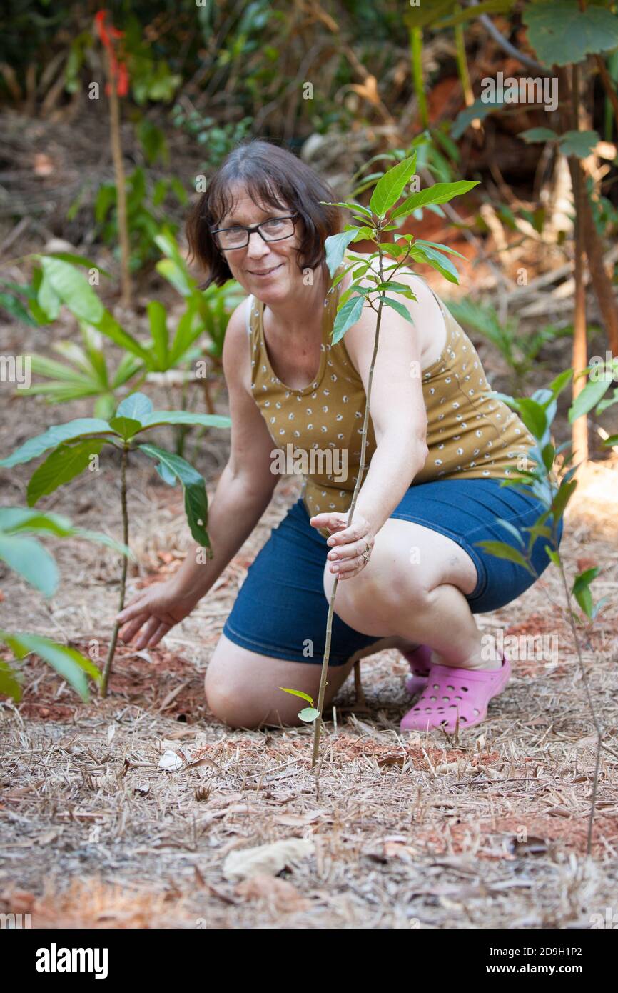 Planting trees. Rainforest revegetation. Daintree National Park ...