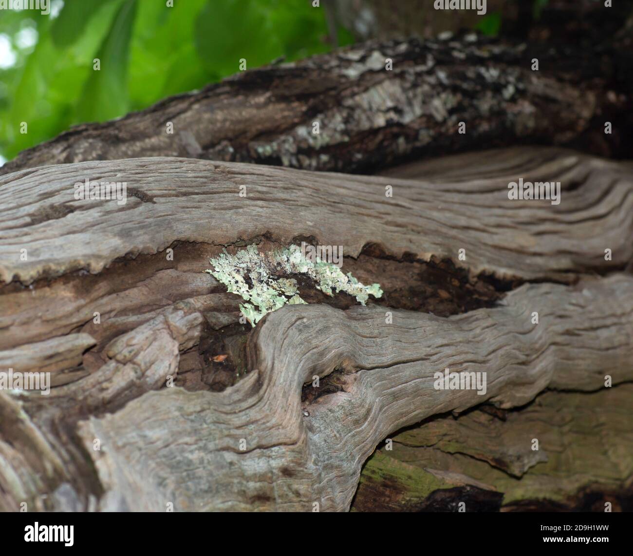Chestnut log structure hi-res stock photography and images - Alamy