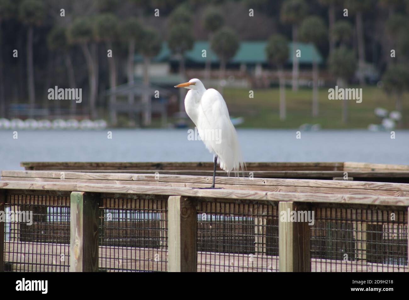 Bird white feather hi-res stock photography and images - Alamy