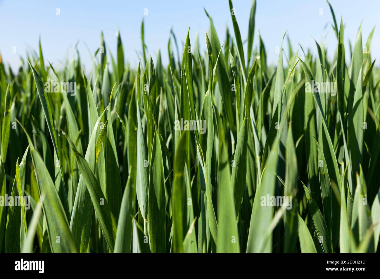 agriculture, activities in rural areas Stock Photo - Alamy