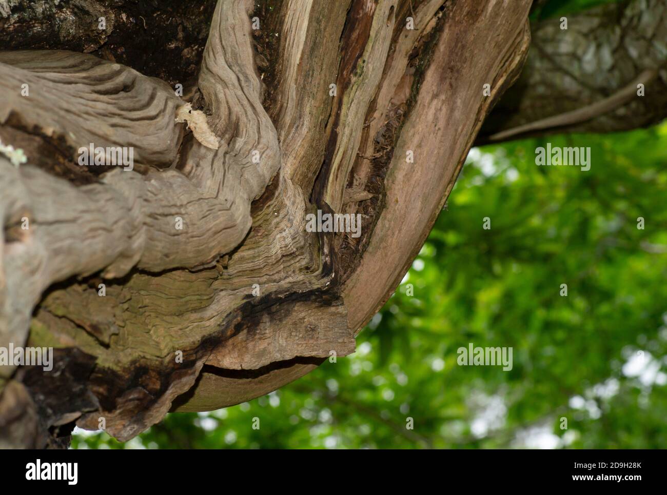 Chestnut log structure hi-res stock photography and images - Alamy