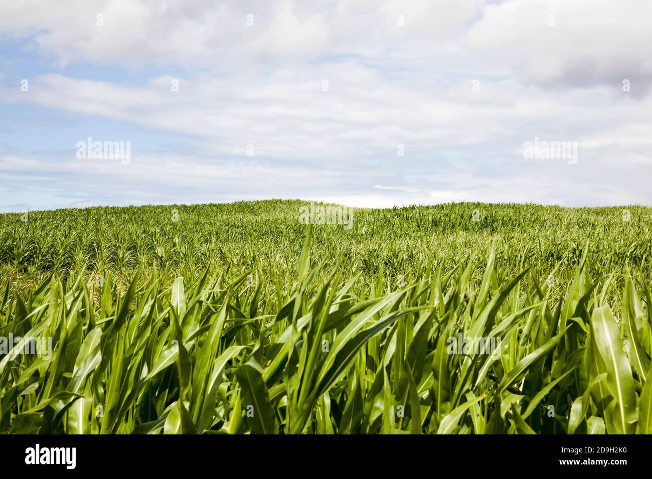 young corn sprouts in the spring season Stock Photo - Alamy