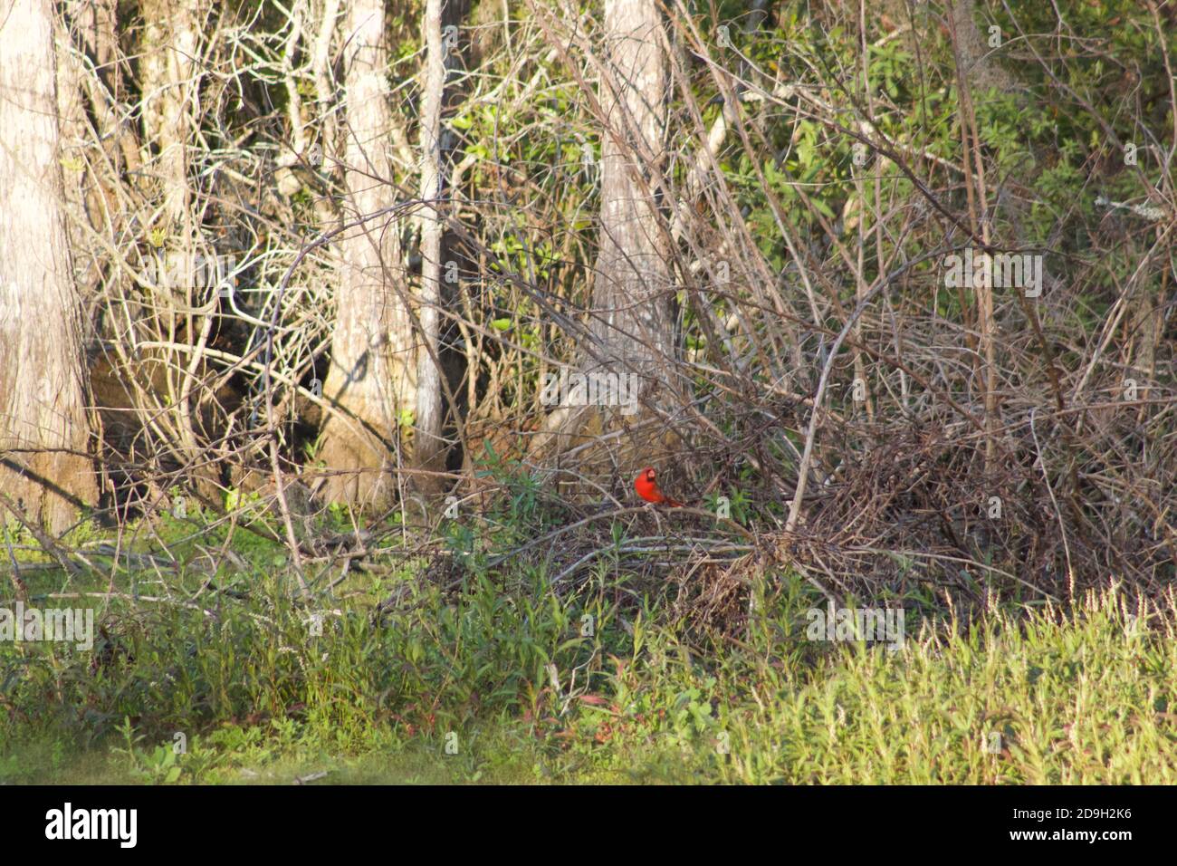 Red bird hi-res stock photography and images - Alamy