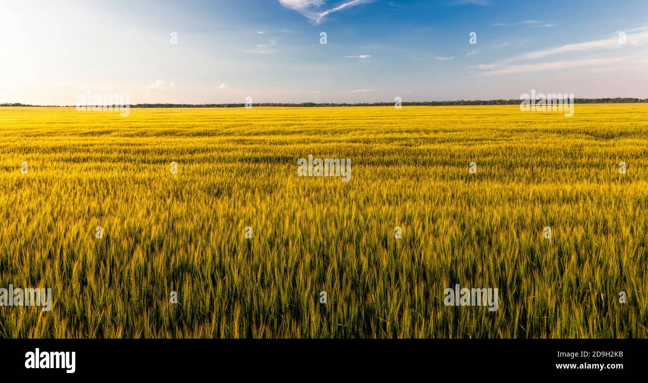 landscape of agricultural crop rye Stock Photo - Alamy