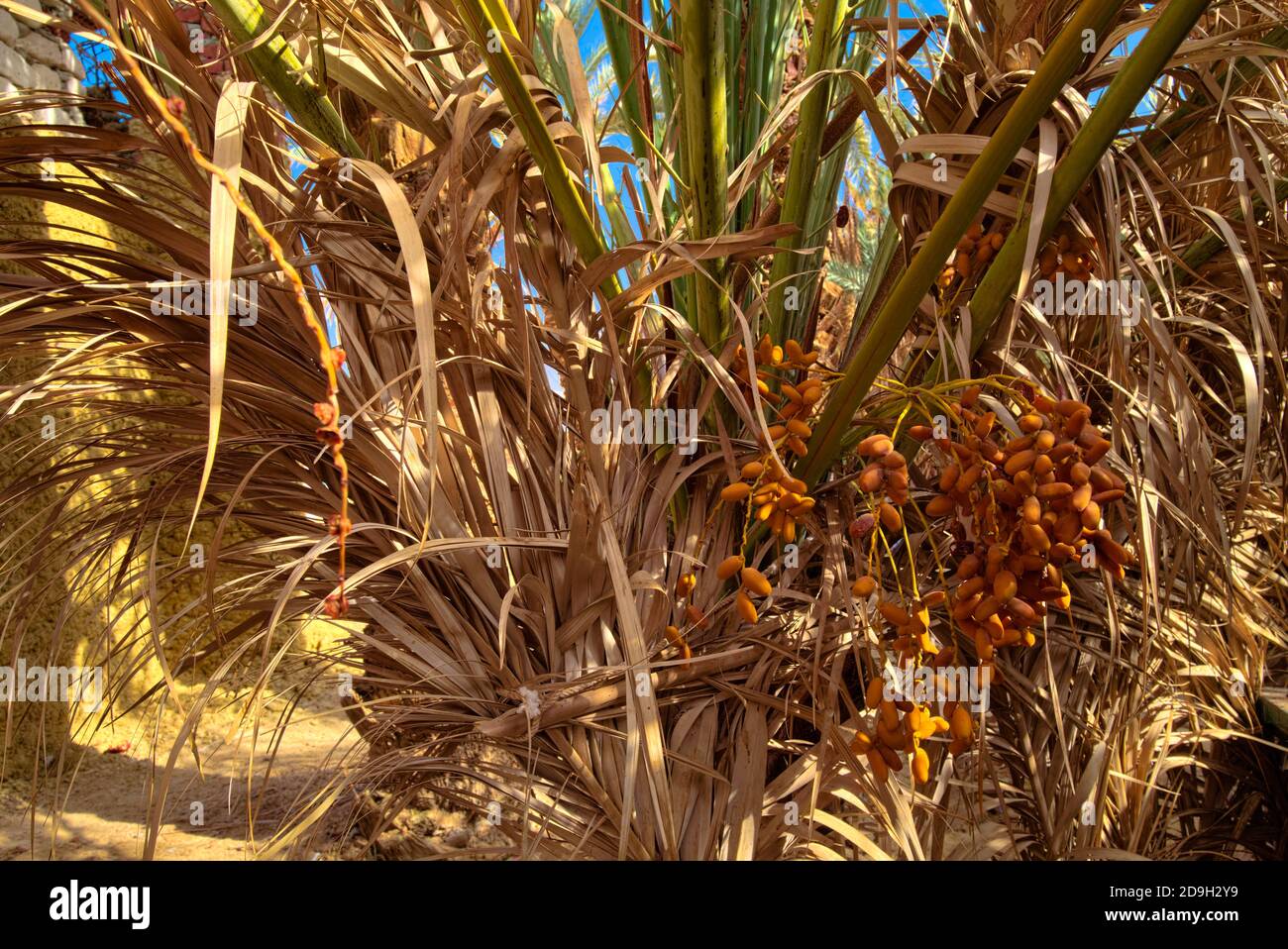 Why dates, though? Apparently dates have been a big deal for Egyptian ...