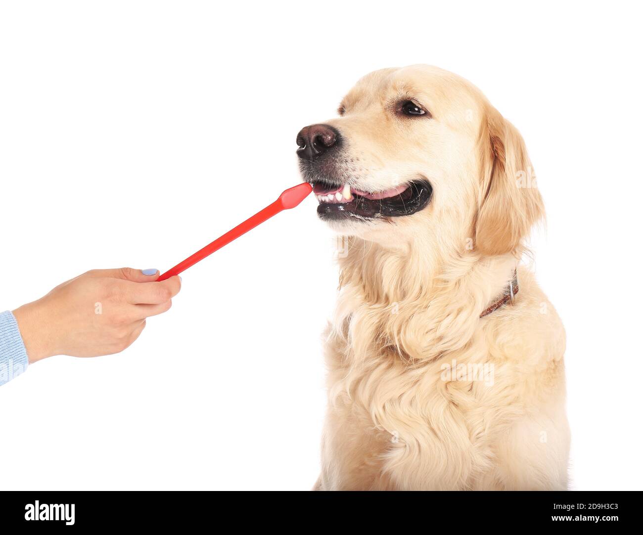 Cute Animal Brushing Teeth