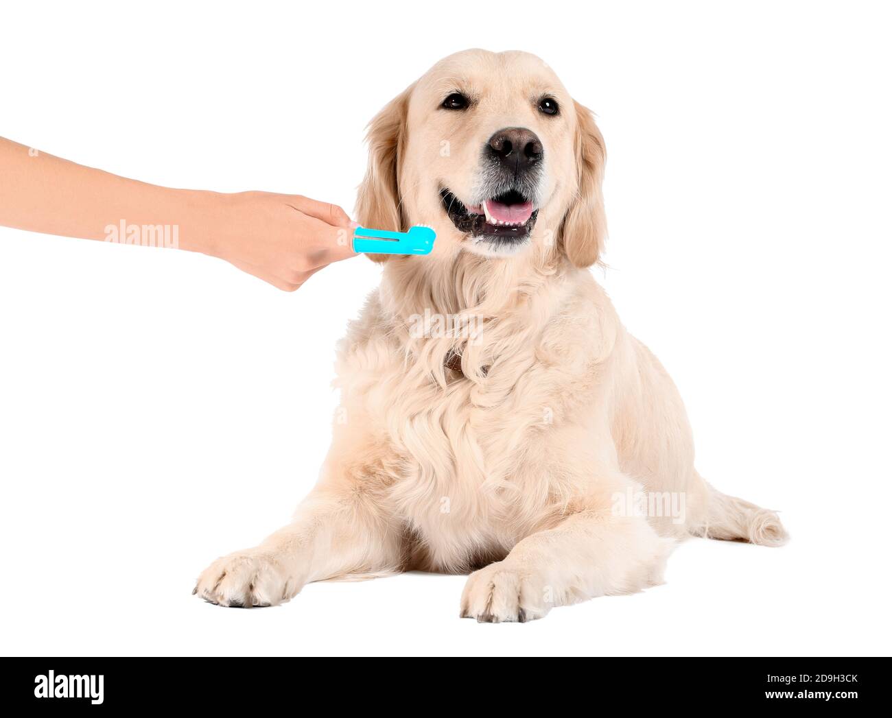 Cute Animal Brushing Teeth