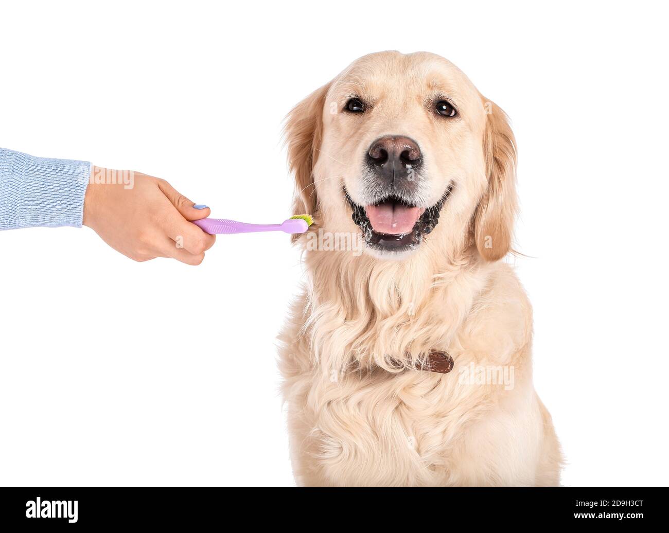 Owner brushing teeth of cute dog on white background Stock Photo - Alamy