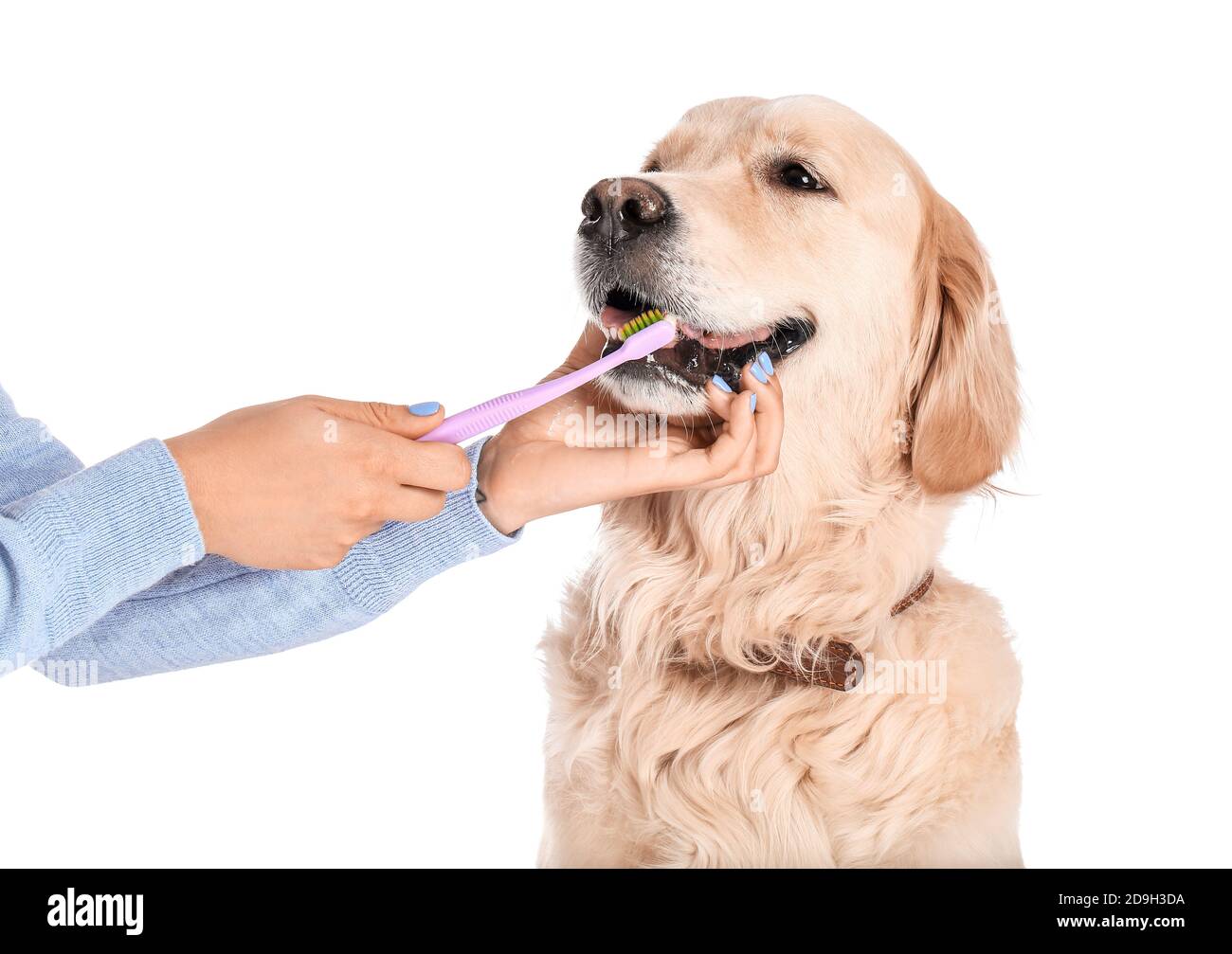 Cute Animal Brushing Teeth